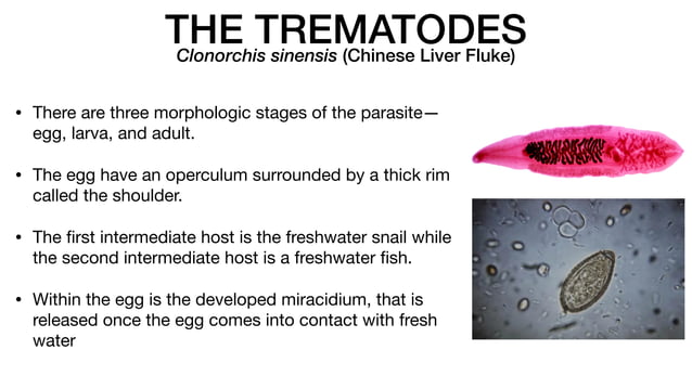 The Parasitic Infections of Humans (Part 3 - Trematodes).pdf