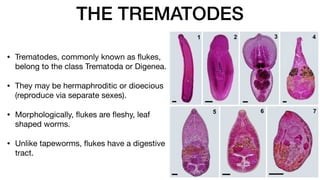 The Parasitic Infections of Humans (Part 3 - Trematodes).pdf ...