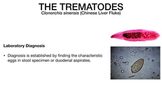 The Parasitic Infections of Humans (Part 3 - Trematodes).pdf ...