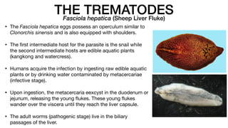 The Parasitic Infections of Humans (Part 3 - Trematodes).pdf ...