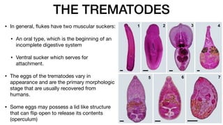The Parasitic Infections of Humans (Part 3 - Trematodes).pdf ...