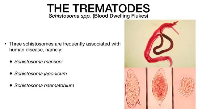 The Parasitic Infections of Humans (Part 3 - Trematodes).pdf