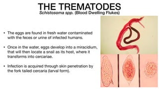 The Parasitic Infections of Humans (Part 3 - Trematodes).pdf ...