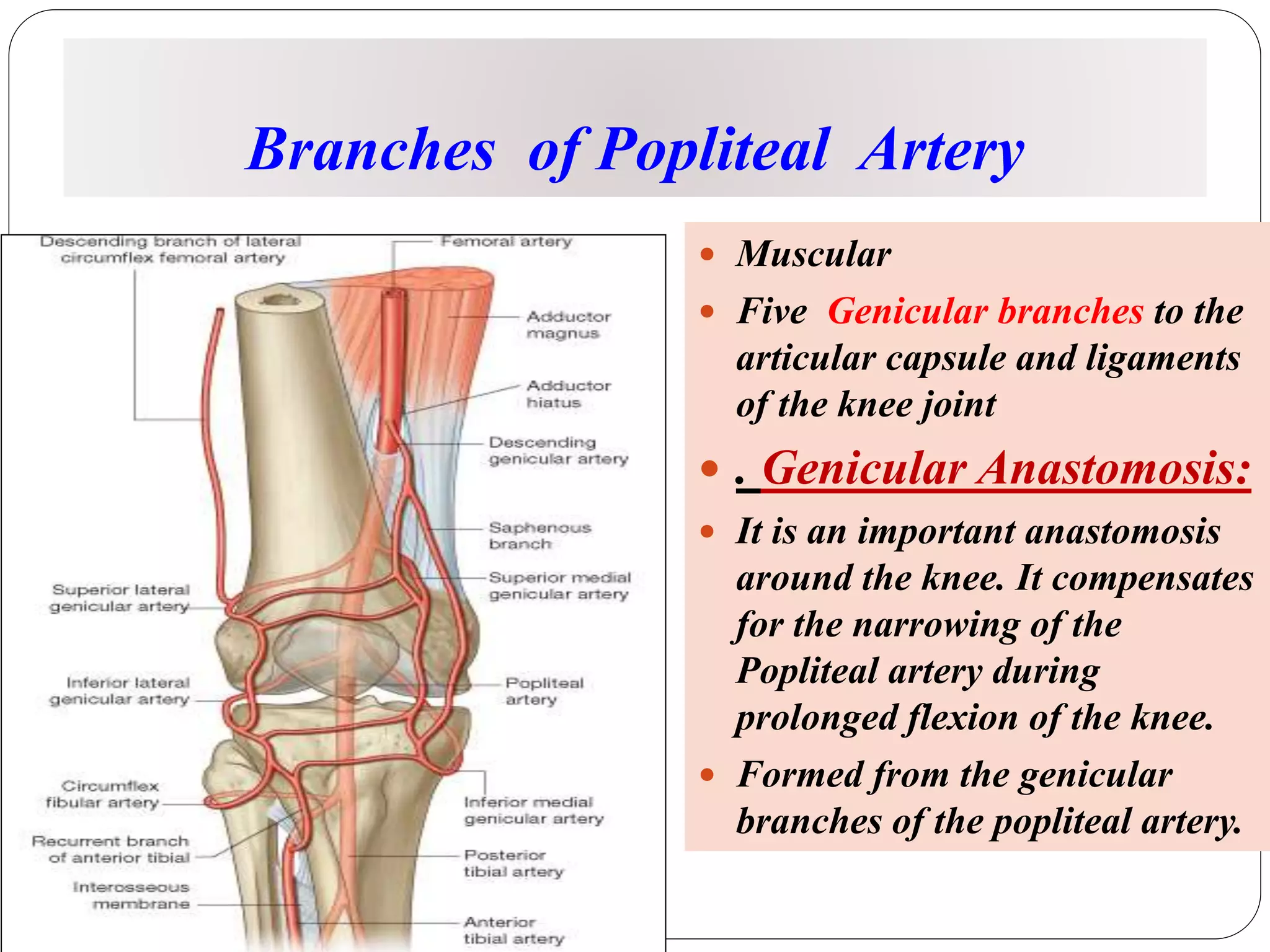 21-Vascular anatomy of the lower limb.pptx
