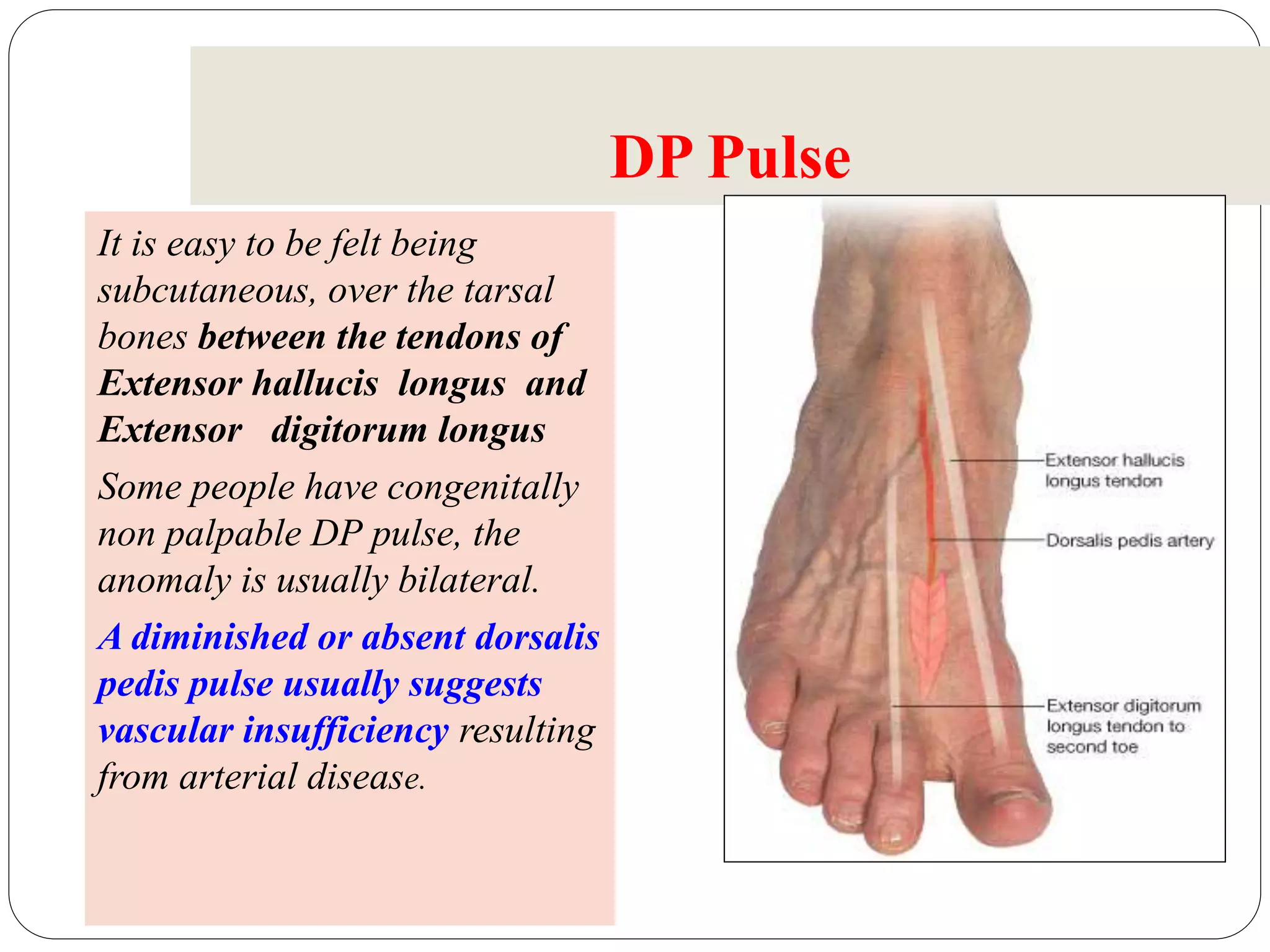 21-Vascular anatomy of the lower limb.pptx