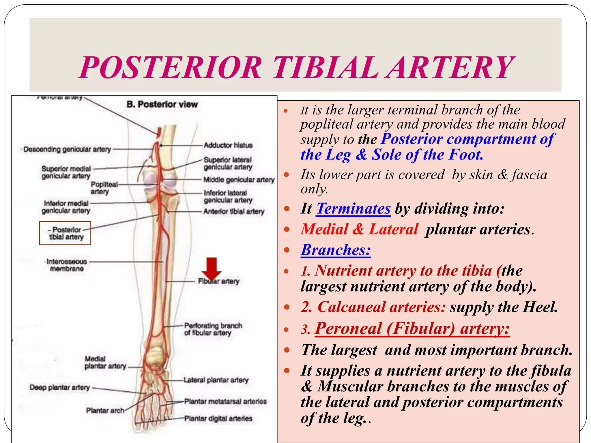 21-Vascular anatomy of the lower limb.pptx