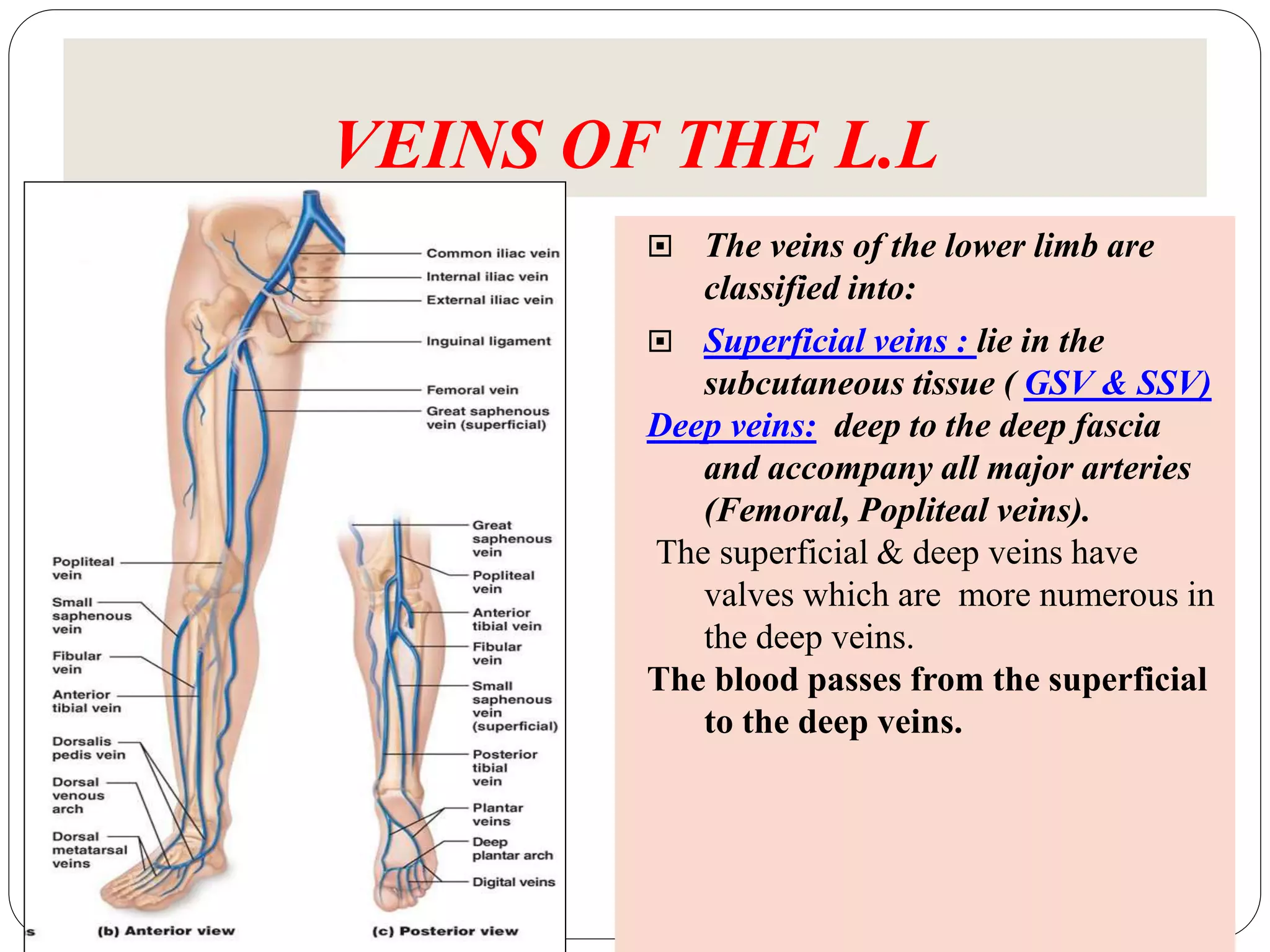 21-Vascular anatomy of the lower limb.pptx