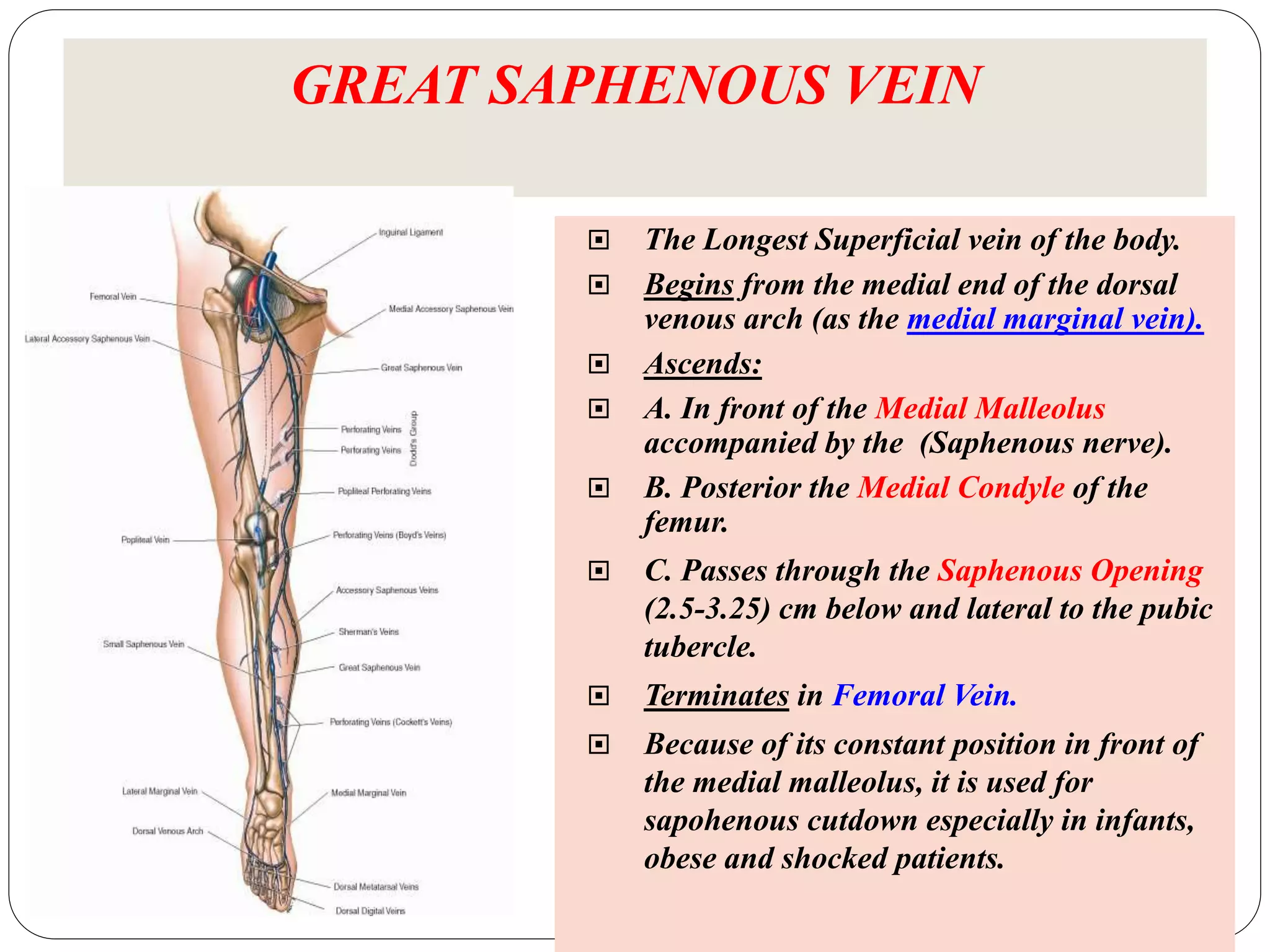 21-Vascular anatomy of the lower limb.pptx