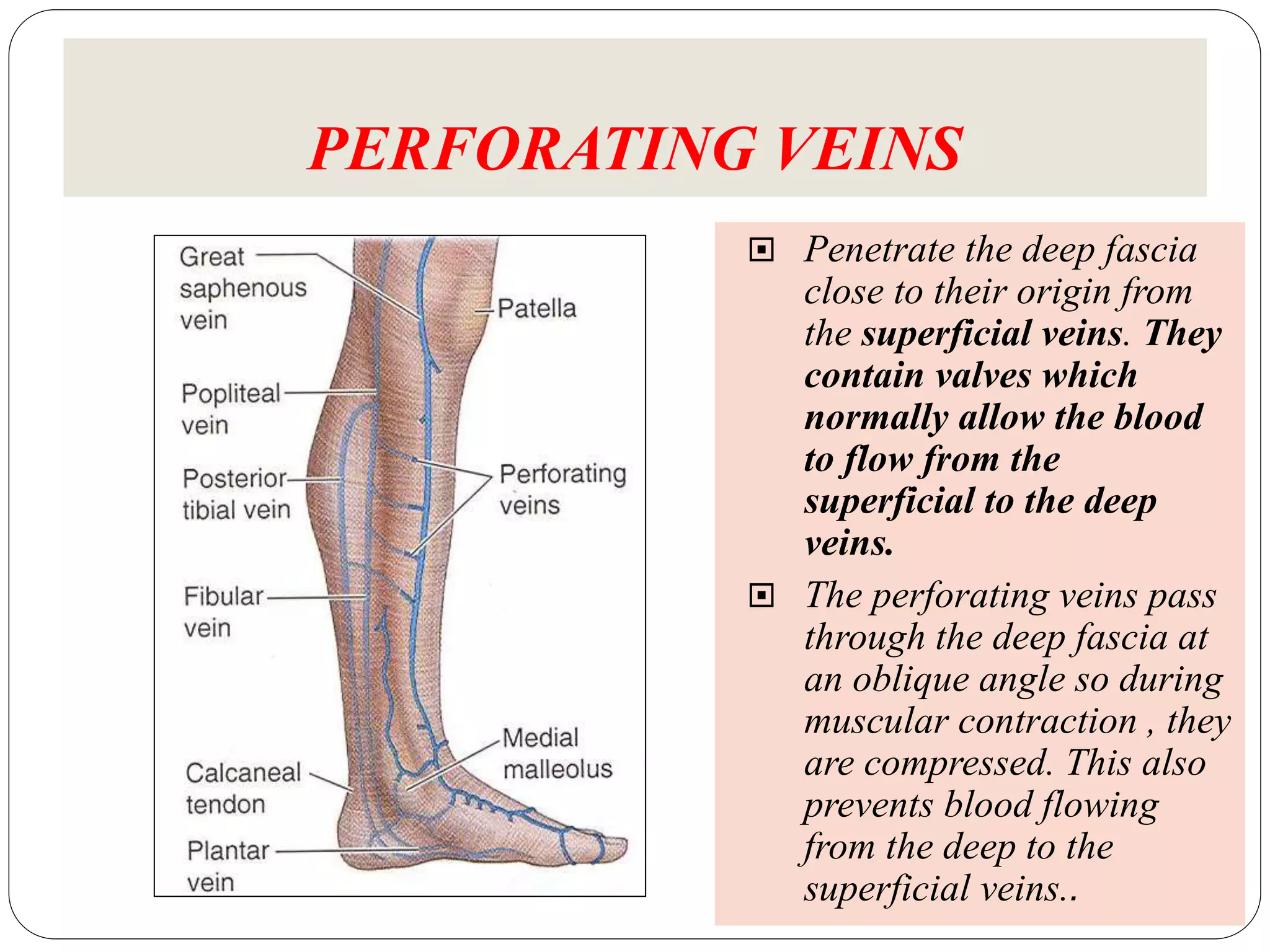 21-Vascular anatomy of the lower limb.pptx