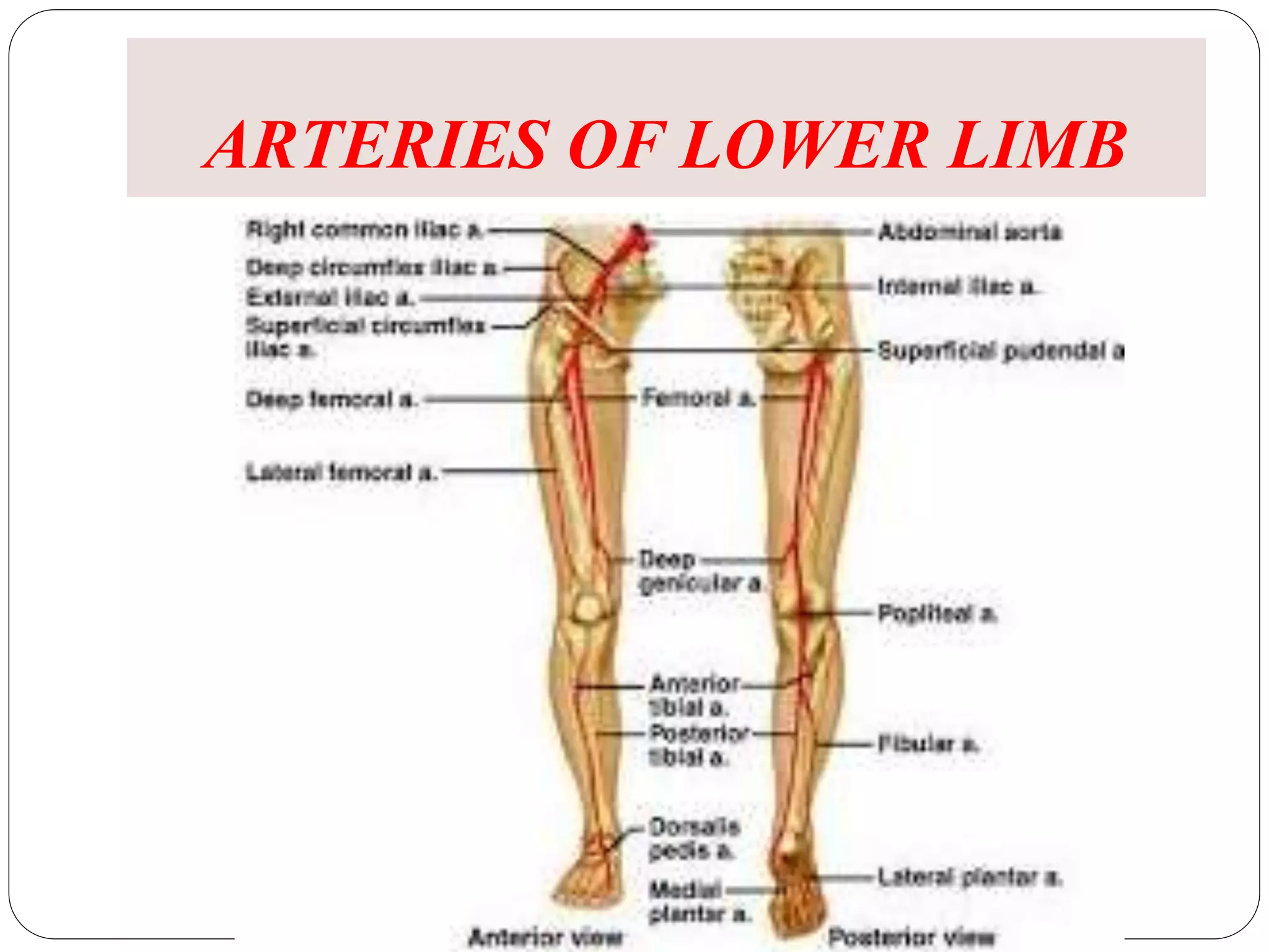 21-Vascular anatomy of the lower limb.pptx