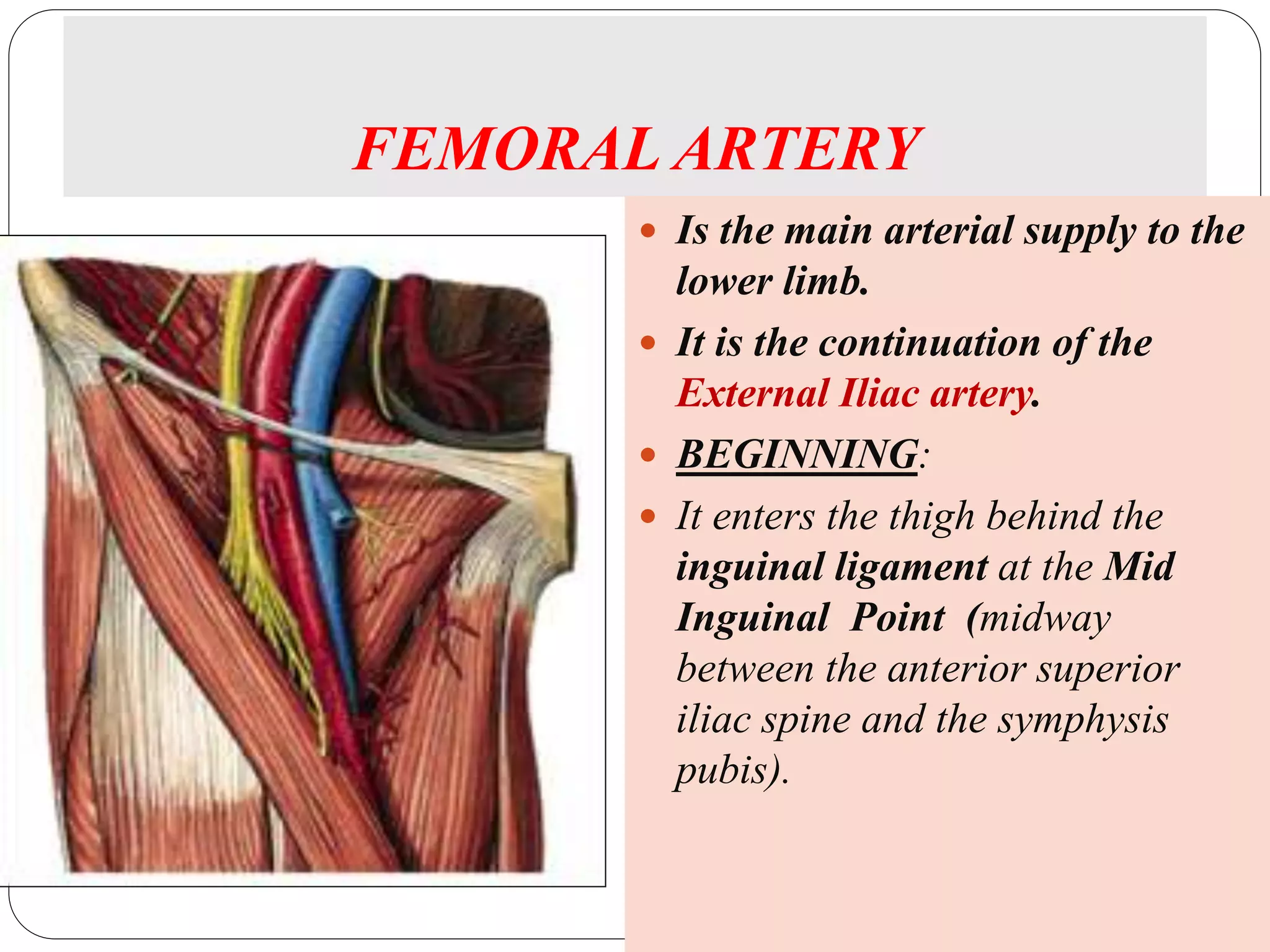 21-Vascular anatomy of the lower limb.pptx