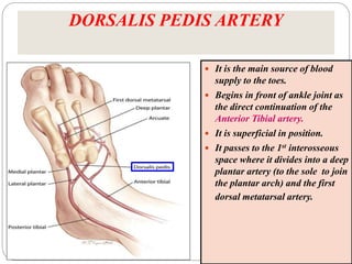 21-Vascular anatomy of the lower limb.pptx