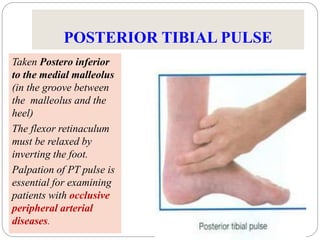 21-Vascular anatomy of the lower limb.pptx