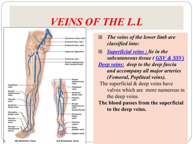 21-Vascular anatomy of the lower limb.pptx