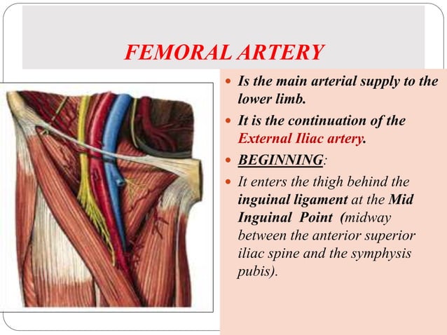 21-Vascular anatomy of the lower limb.pptx