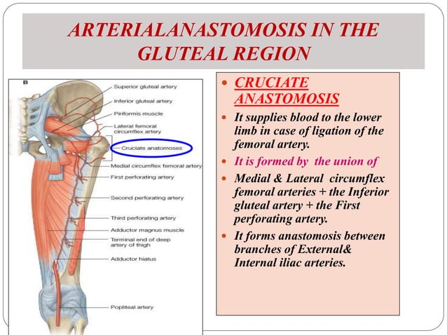 21-Vascular anatomy of the lower limb.pptx