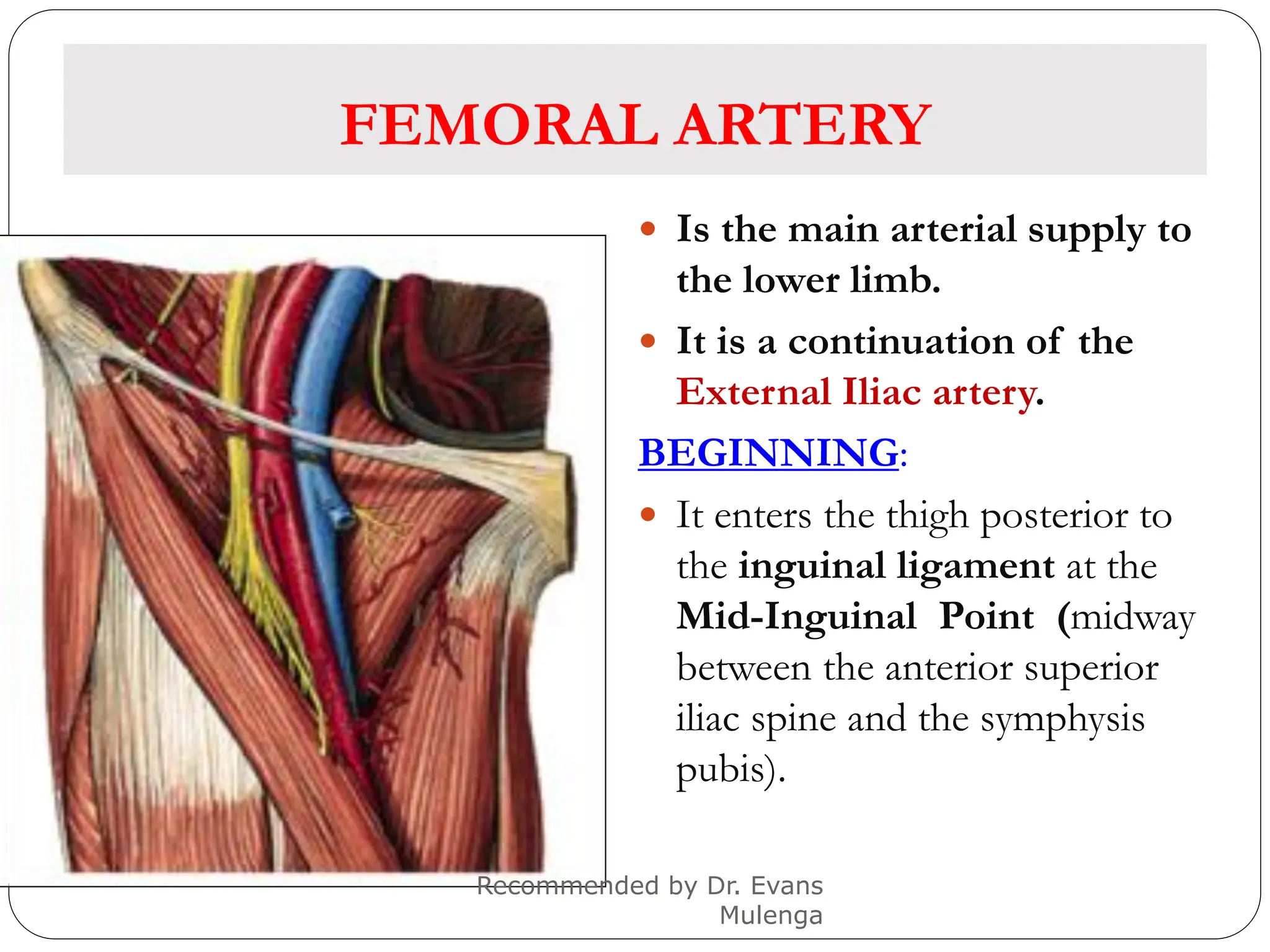 21-_Vascular_anatomy_of_the_lower_limb.pdf