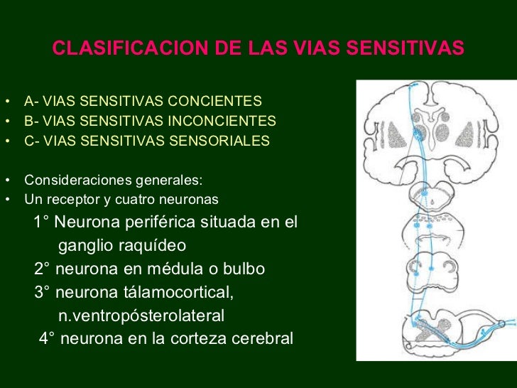 Cristhian NeuroAnatomia: Vias Sensitivas