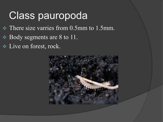 Hexapoda | PPTX