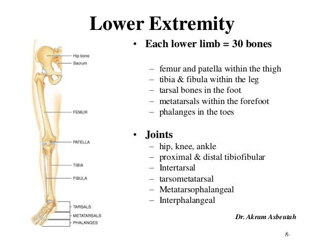 Skeletal Lower Extremities