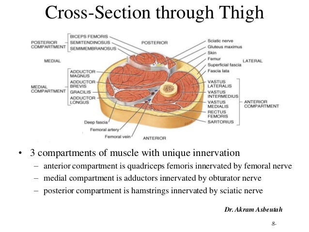 Left Thigh Cross Section