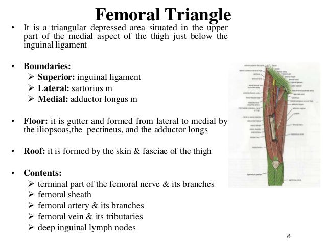 Lower Extremity Runoff Anatomy Lower Extremities