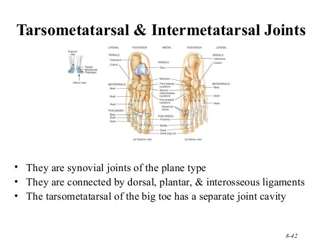 210 lower limb rs updated