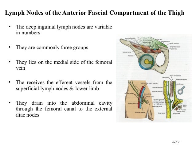 Foot Lymph Node Locations