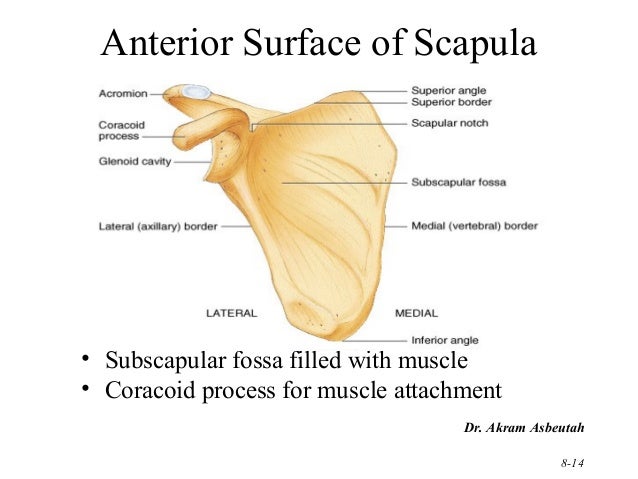 210 upper limb rs updated