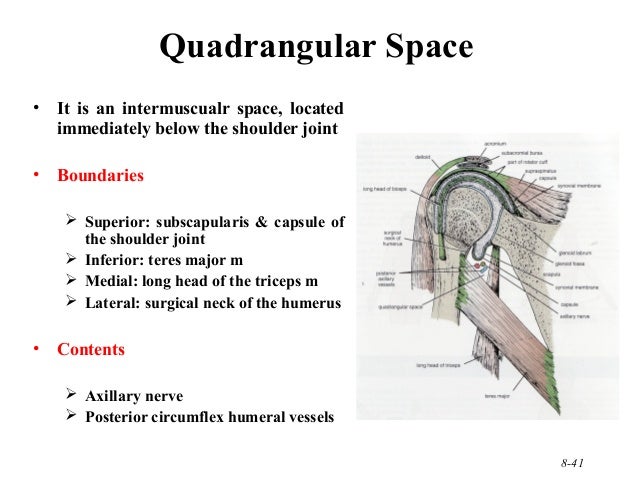 210 upper limb rs updated