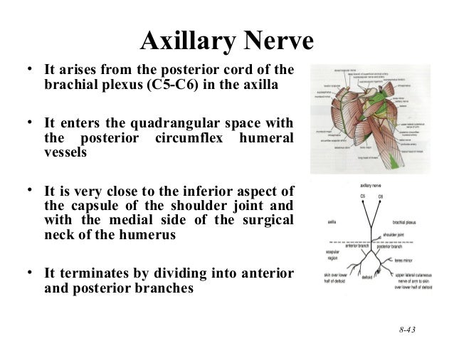 210 upper limb rs updated