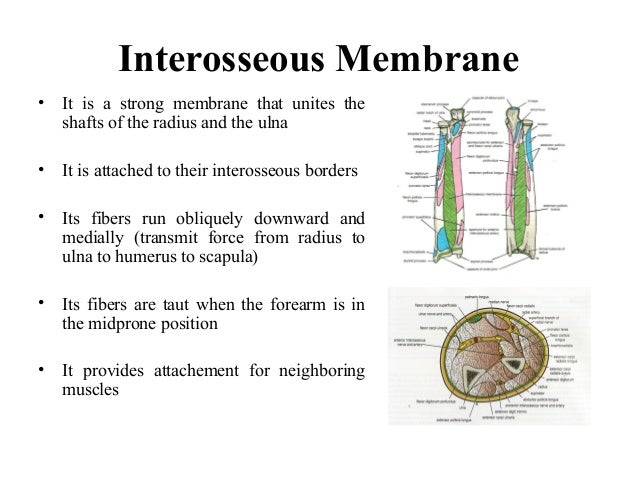 210 upper limb rs updated