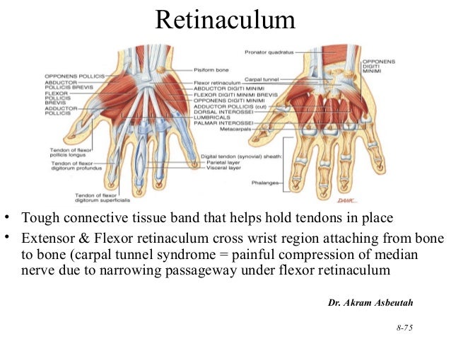 210 upper limb rs updated