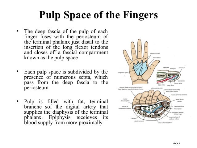210 upper limb rs updated
