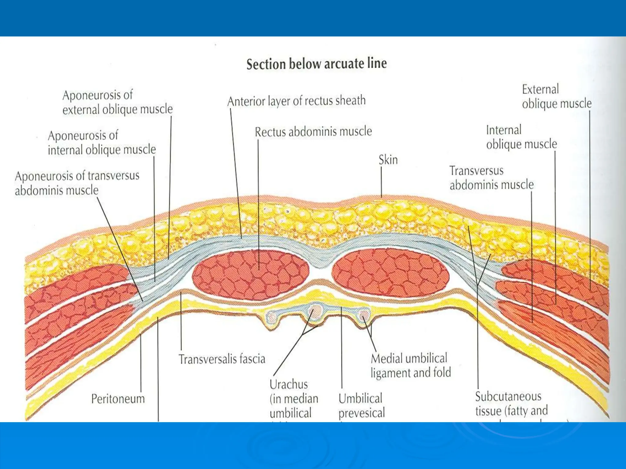 Anterior Abdominal wall Anatomy123 .pptx