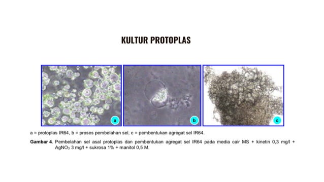 21104002_Sabrina Azizah_Teknik Isolasi&Kultur Protoplas Tanaman Padi ...