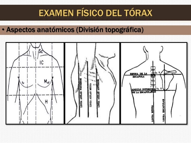 Examen físico del tórax