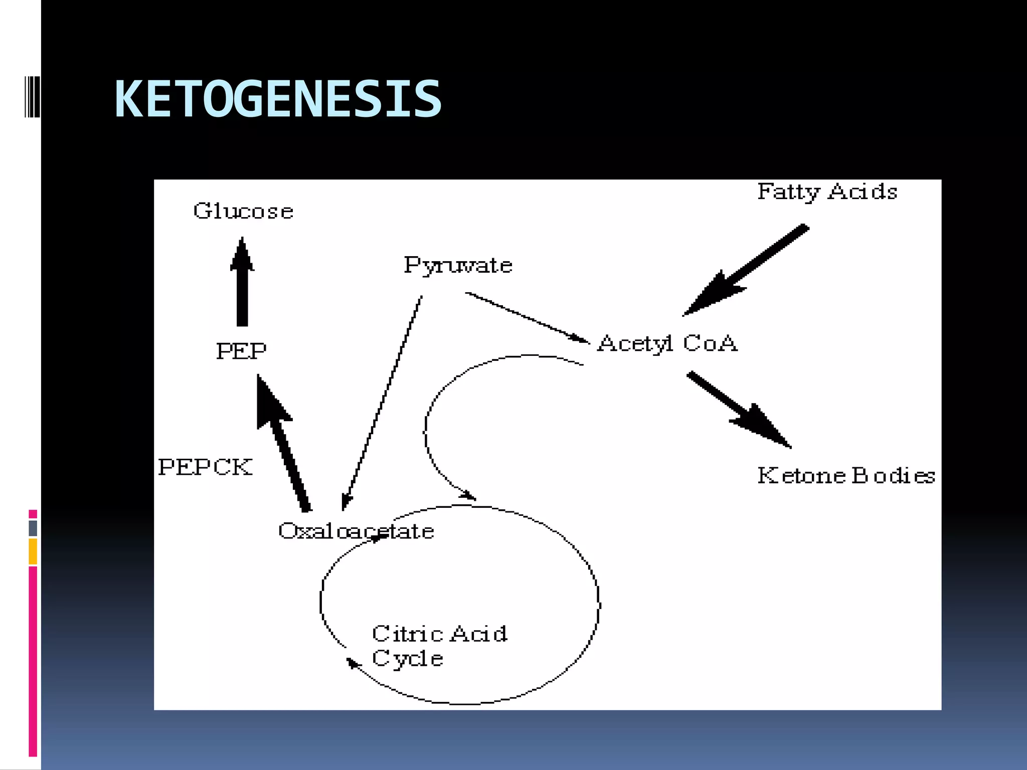 21190_Ketogenesis.ppt