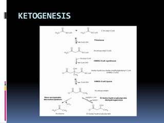 21190_Ketogenesis.ppt | Endocrine and Metabolic Diseases | Diseases and ...