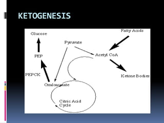 21190_Ketogenesis.ppt | Endocrine and Metabolic Diseases | Diseases and ...