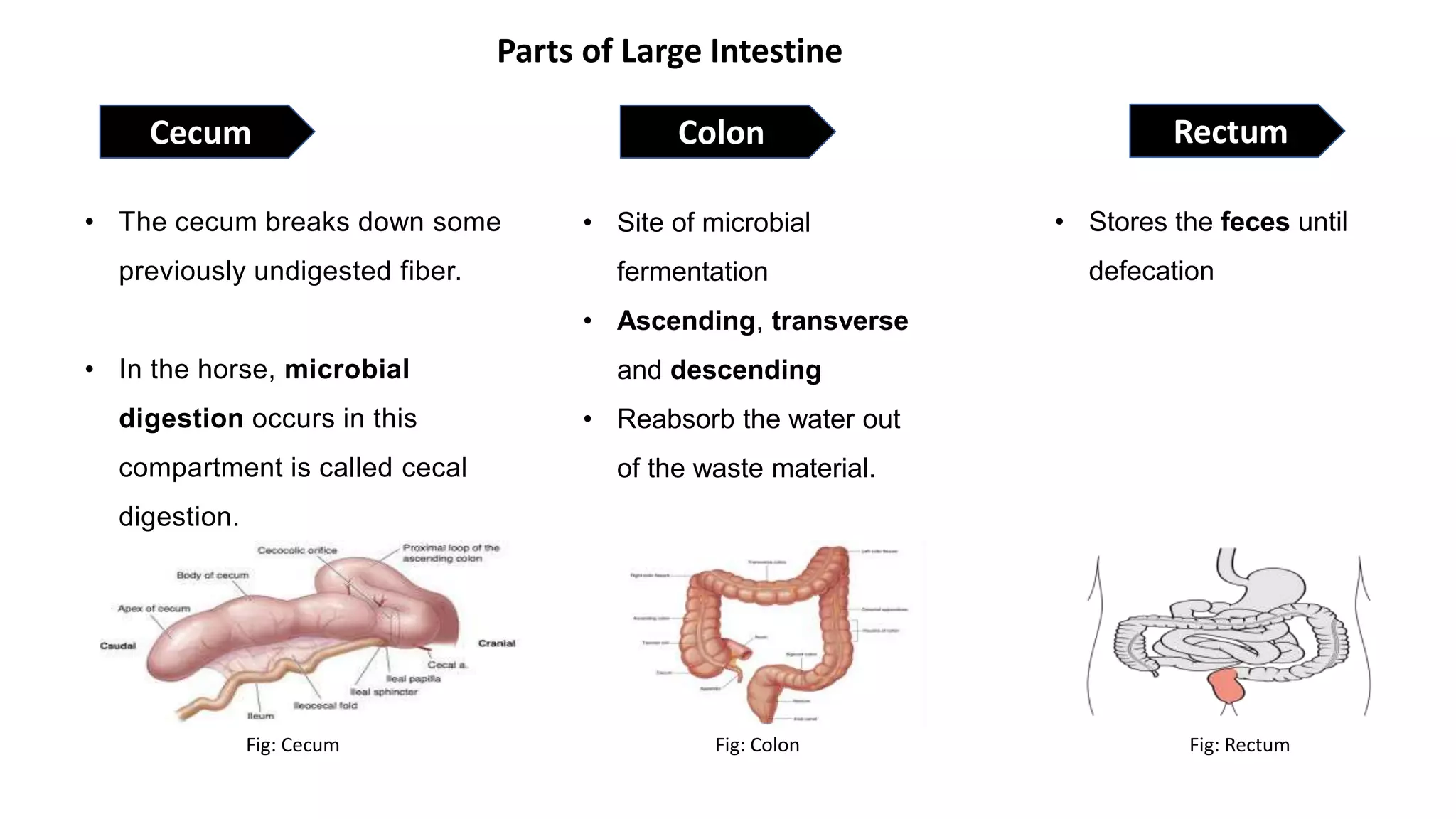 Digestive parts of Herbivores, Carnivores and Omnivores.pptx