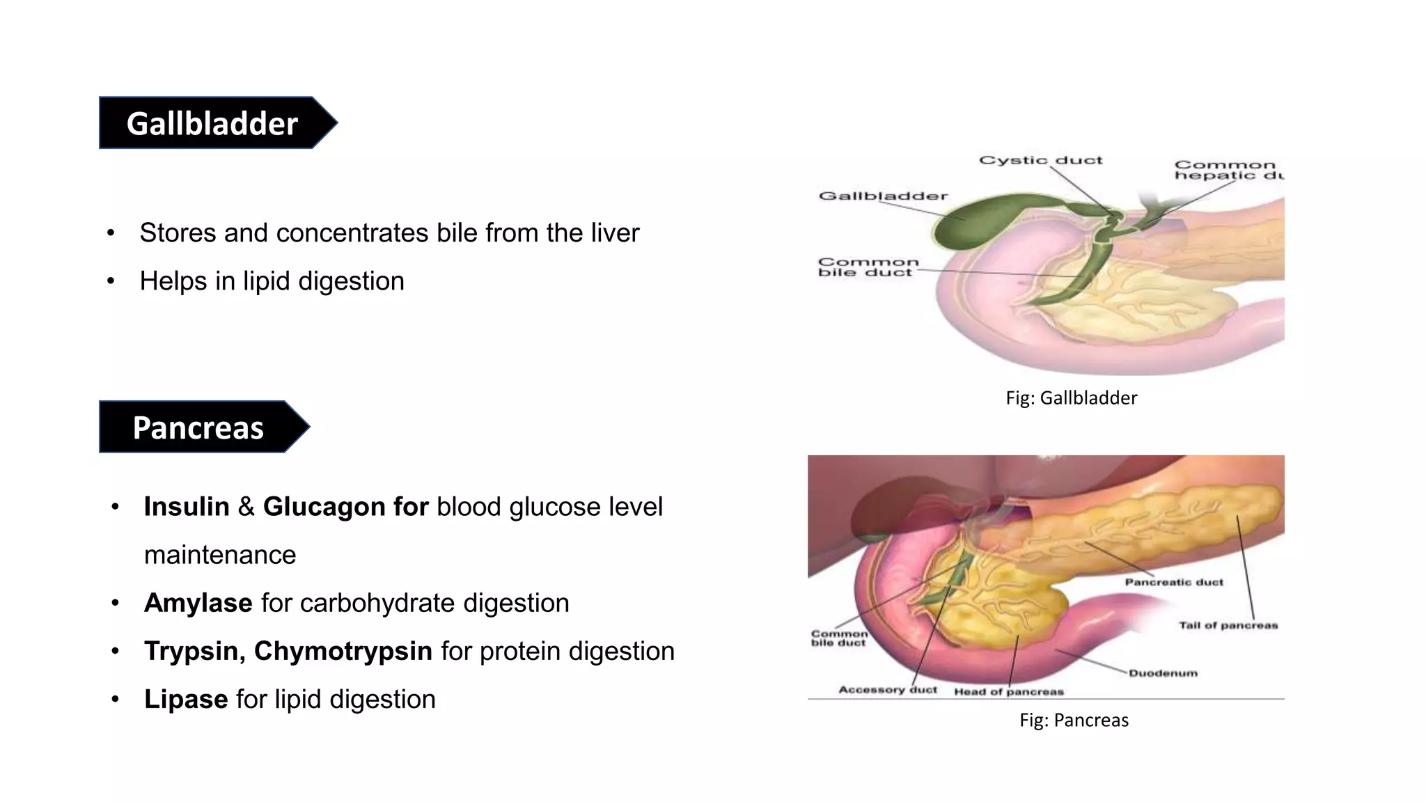 Digestive parts of Herbivores, Carnivores and Omnivores.pptx