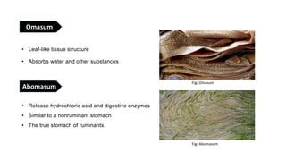 Digestive parts of Herbivores, Carnivores and Omnivores.pptx | Pet ...