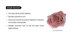 Digestive parts of Herbivores, Carnivores and Omnivores.pptx