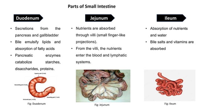 Digestive parts of Herbivores, Carnivores and Omnivores.pptx