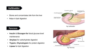 Digestive parts of Herbivores, Carnivores and Omnivores.pptx