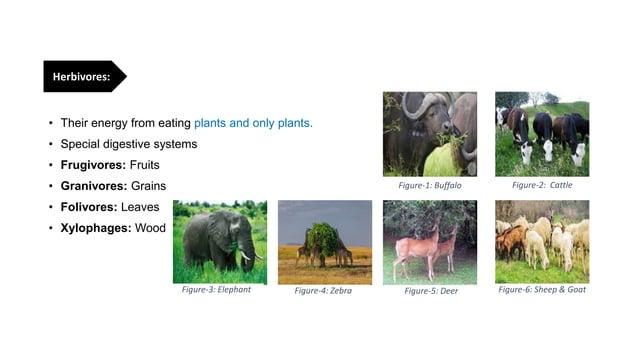 Digestive parts of Herbivores, Carnivores and Omnivores.pptx | Pet ...