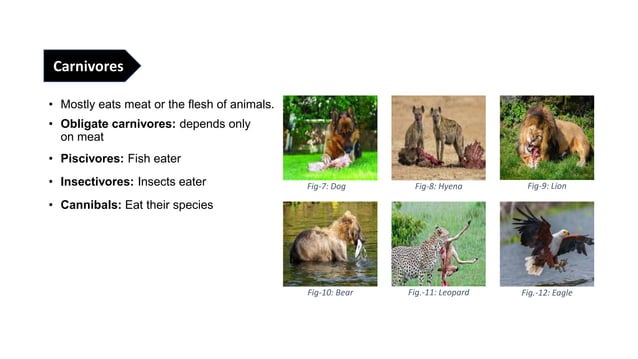 Digestive parts of Herbivores, Carnivores and Omnivores.pptx | Pet ...
