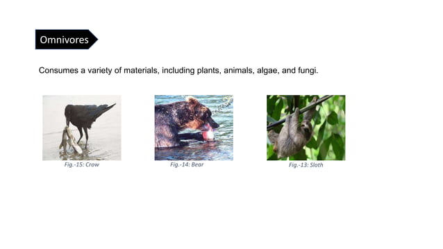 Digestive parts of Herbivores, Carnivores and Omnivores.pptx | Pet ...
