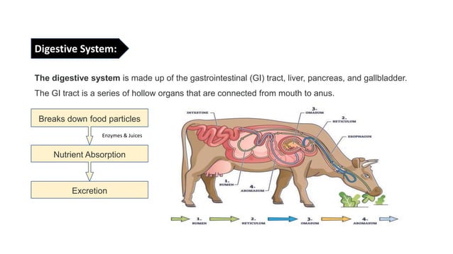 Digestive parts of Herbivores, Carnivores and Omnivores.pptx | Pet ...